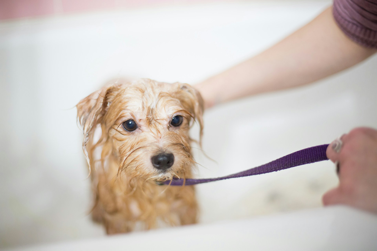 Dog Health Care Schedule: Building a Routine Daily & Monthly Calendar